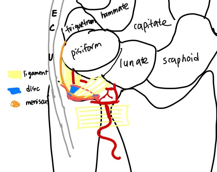 TFCC injury ｜ tfcc 손상 정도, tfcc 구조에 대해서 -1 : 네이버 블로그