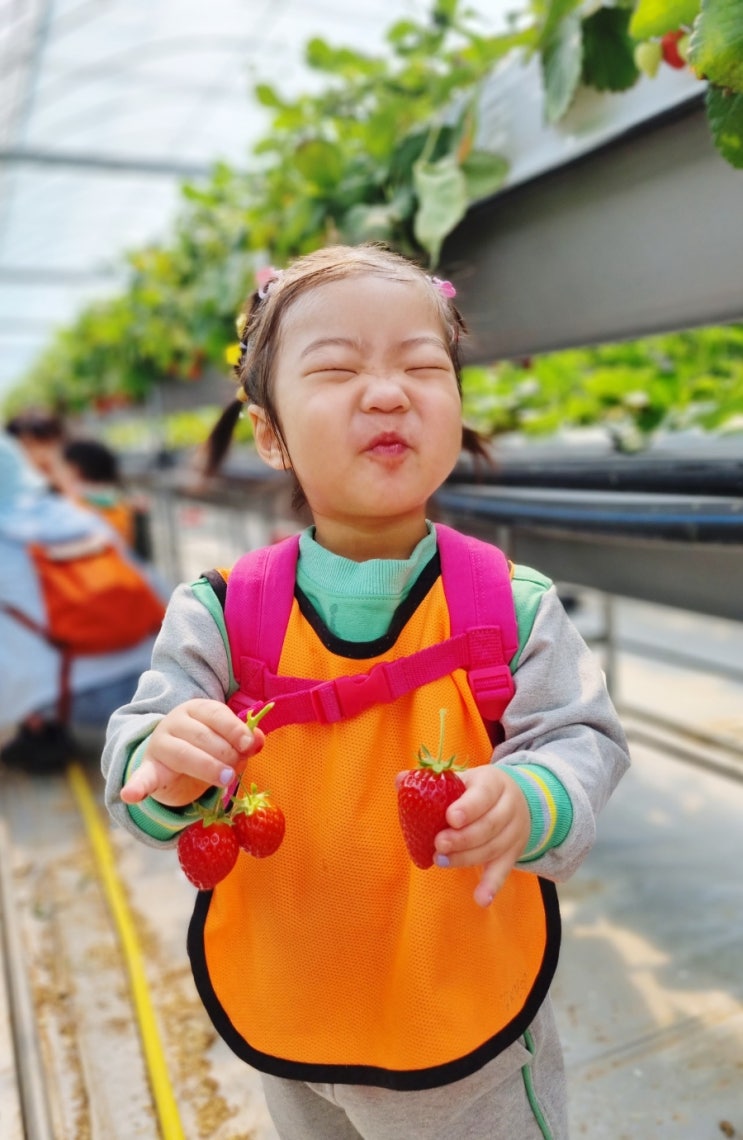 26개월 아이랑 딸기수확체험 할 수 있는 베리굿 딸기농장 🍓 네이버 블로그