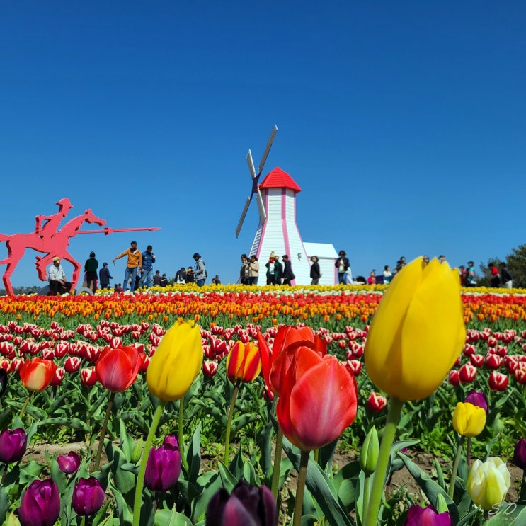 신안 튤립축제 입장료, 장소, 기간 : 네이버 블로그