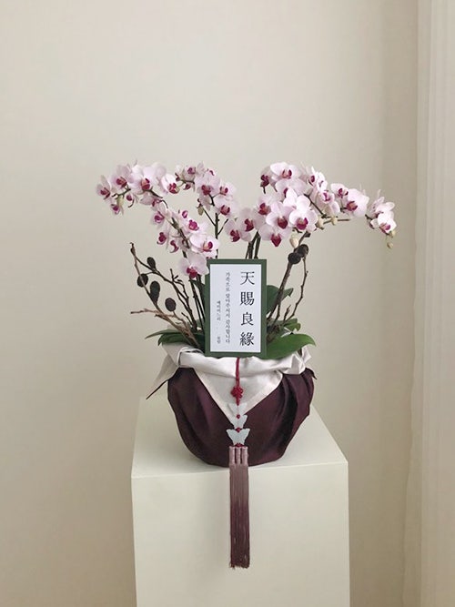 호접란 키우기 꽃 관리법 서양난 물주기 마곡꽃집 온도플라워 네이버 블로그