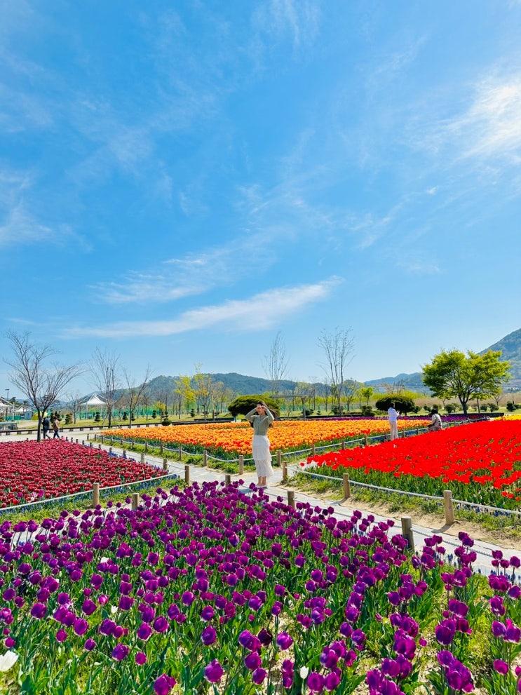 양산 황산공원 튤립 봄꽃구경 데이트 코스 가볼만한곳ft주차정보 네이버 블로그