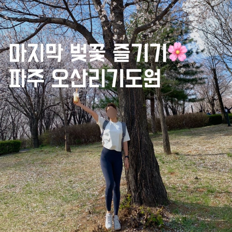 파주 벚꽃 명소 오산리기도원 나들이 후기 주차 정보 네이버 블로그