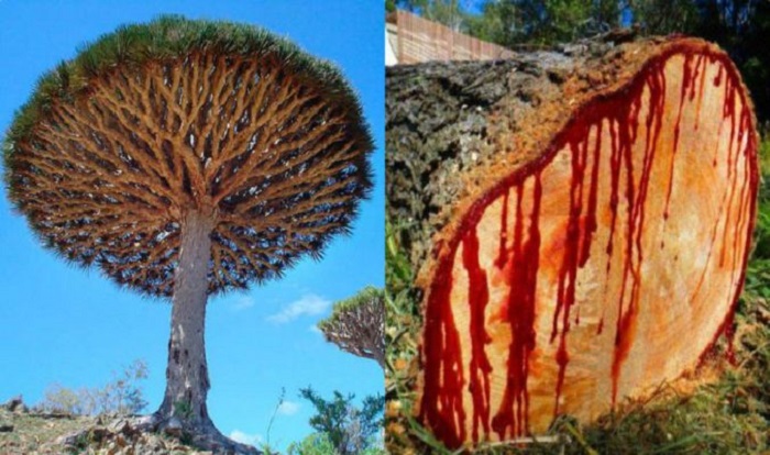 사람 처럼 피를 흘리는 나무 , 영명 용의 피나무 dragon blood tree 국명 용혈수 나무 입니다 : 네이버 블로그