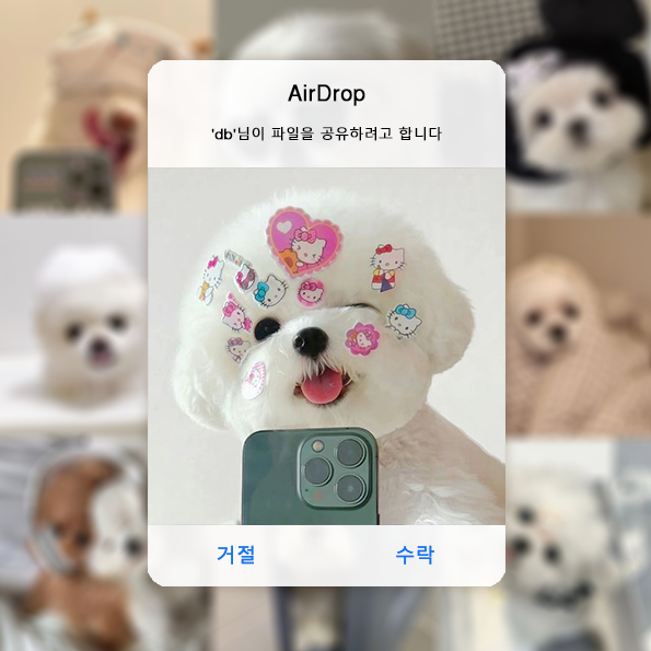 [인스타그램 카톡 프사 모음] 귀여운 강아지 공유 네이버 블로그