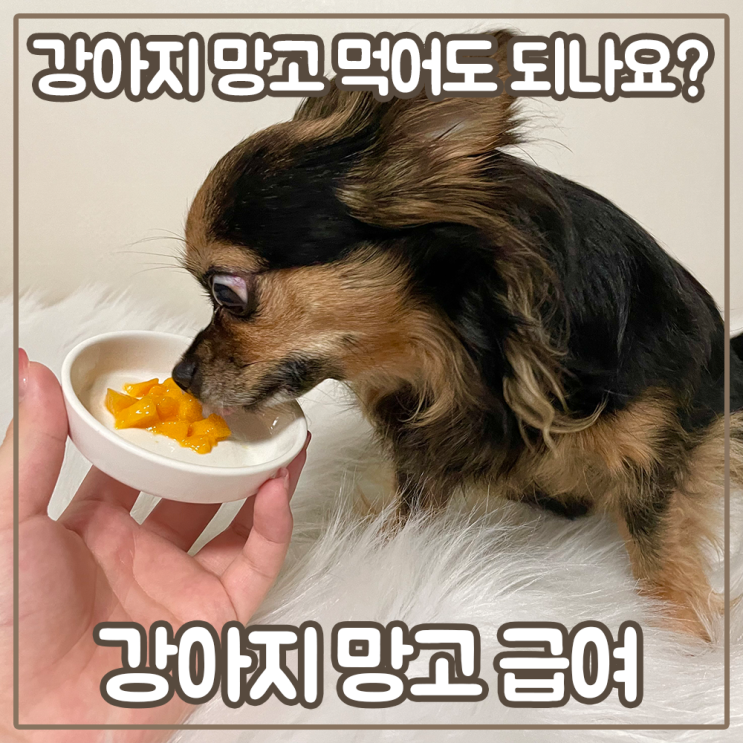 강아지 망고 먹어도 되나요 망고 애플망고 급여시 주의해야 할 사항 네이버 블로그