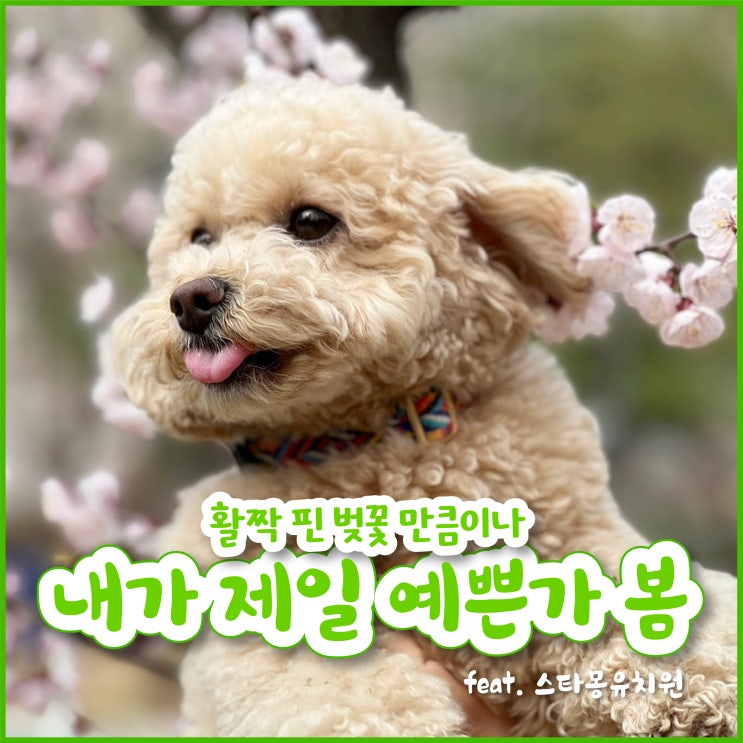 강남 강아지유치원 스타몽 4월 봄맞이 벚꽃놀이 산책 강아지 포토북 네이버 블로그