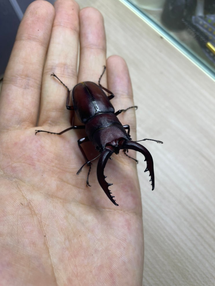 울릉산지 톱사슴벌레 : 네이버 블로그