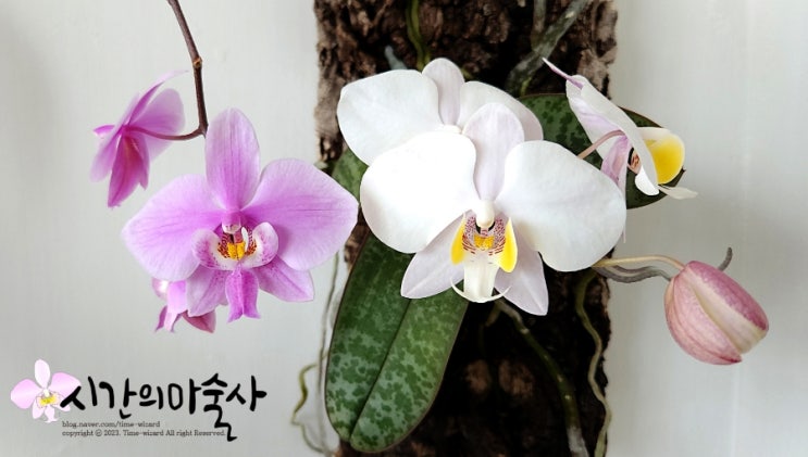 호접란 쉴러리아나와 필리피넨시스 Phal. schilleriana and philippinensis : 네이버 블로그