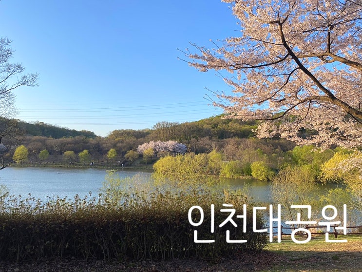 2348 인천대공원 벚꽃 축제 무료 주차장 인천대공원 호수에서 돗자리 피고 피크닉 하기 연못휴게소 편의점 소떡소떡