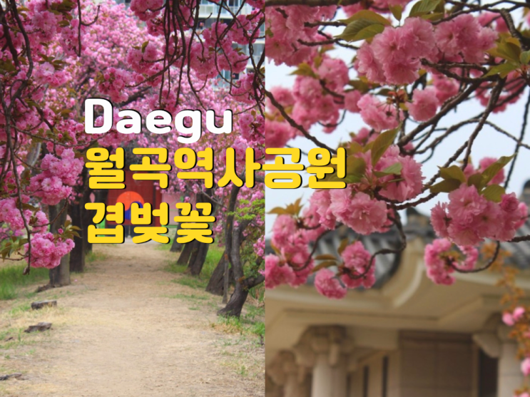 국내여행 4월 대구 추천 여행지 대구 겹벚꽃 명소 월곡역사공원 주차장 개화상황 대중교통 정보 네이버 블로그