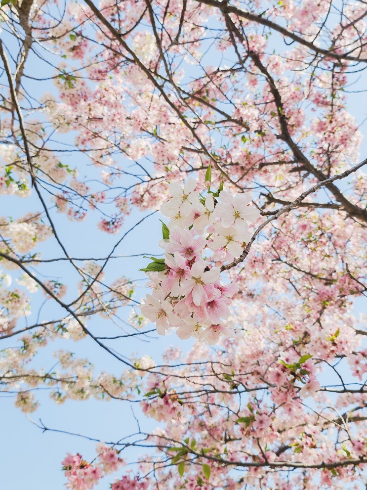 부산황령산 벚꽃 3월 말 시즌 Un공원 부산꽃놀이데이트 네이버 블로그