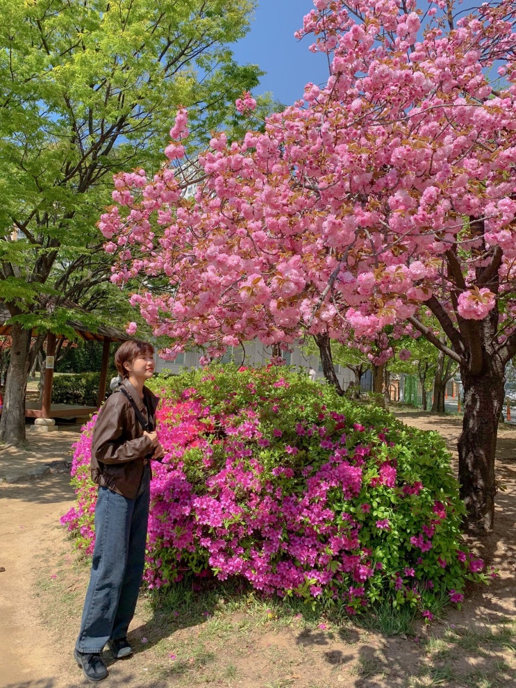대구여행 월곡역사공원 겹벚꽃 최근 개화 상황 4월 8일 실시간 후기 네이버 블로그