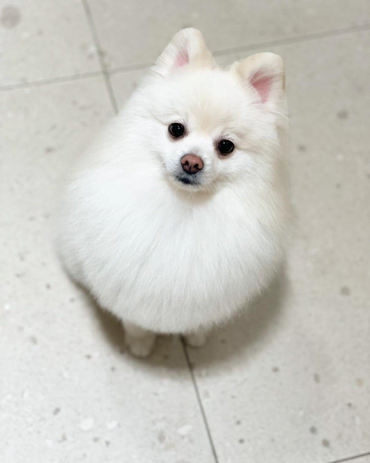 일산애견미용 주엽동애견미용 일산가로수길애견미용 바나나반려견미용실 대화동애견미용 마요 네이버 블로그