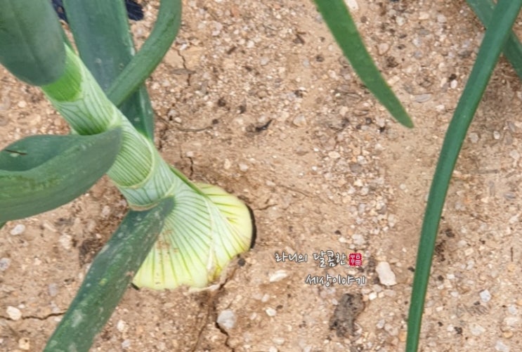 양파모종심는시기 양파수확시기 키우기 양파 노균병 발생시기 네이버 블로그