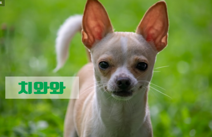 치와와 종류 장모치와와 단모치와와 성격 털빠짐 키울때 주의점 네이버 블로그