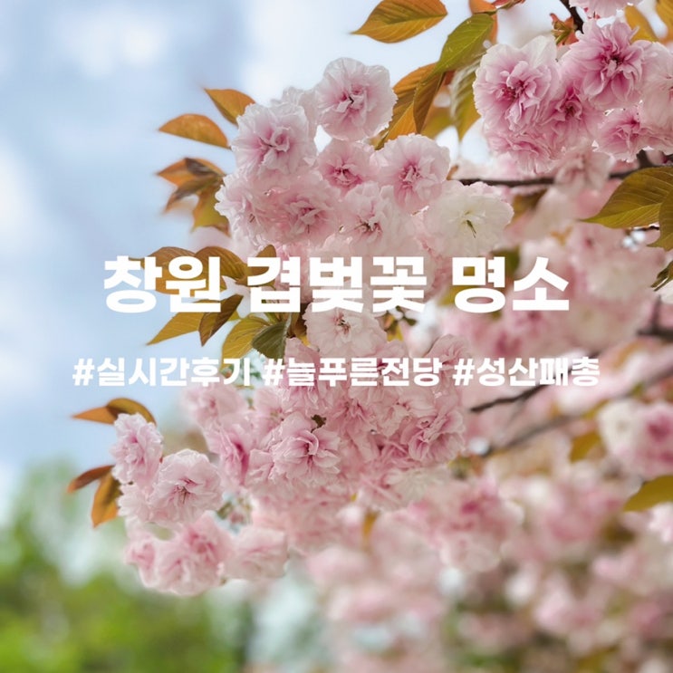 창원 겹벚꽃 늘푸른전당 성산패총 실시간 주차 버스 명소 네이버 블로그