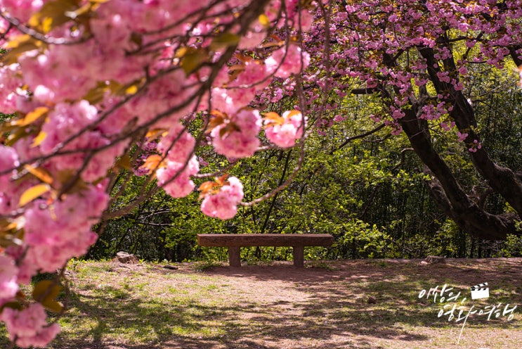 창원 성산패총 겹벚꽃과 사진 스팟 네이버 블로그