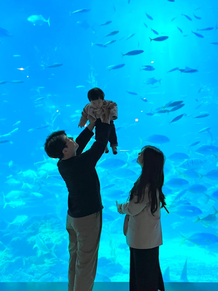 제주도 동쪽 가볼만 한 곳 아쿠아플라넷 공연시간 제주도 아기랑 가볼만한 곳 아쿠아리움 네이버 블로그