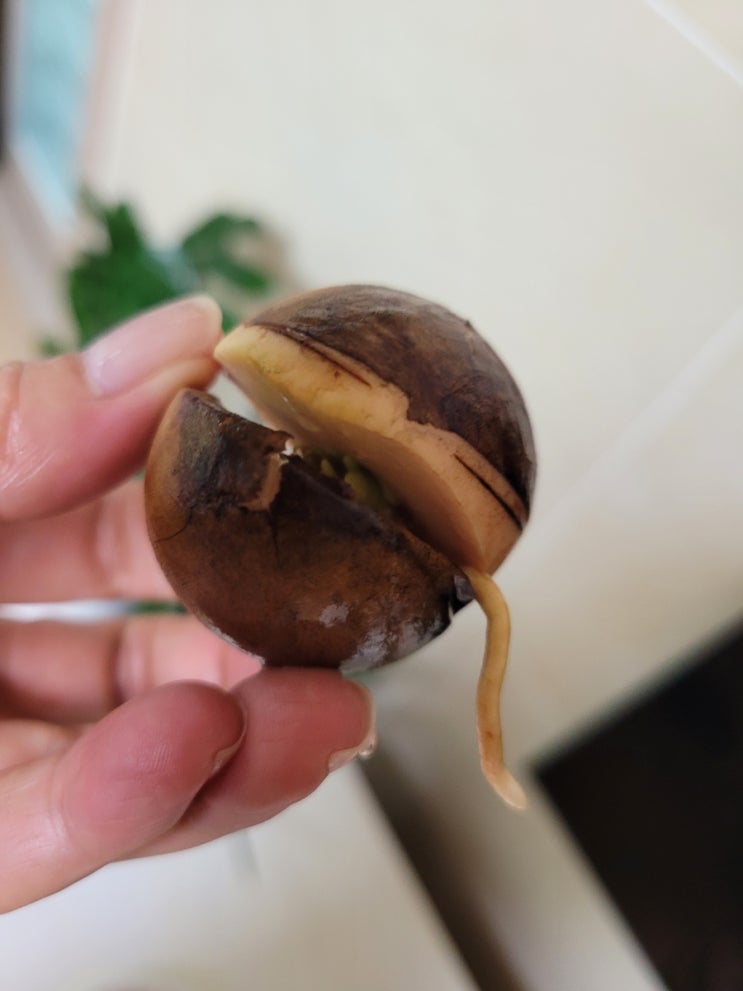 아보카도 싹 틔우기 아보카도 씨앗 심어 자연관찰학습용으로 길러보기 베란다 물주기 네이버 블로그