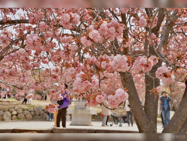 경주 불국사 겹벚꽃 개화상황 경주 벚꽃 명소 4월 꽃구경 가볼만한곳 네이버 블로그