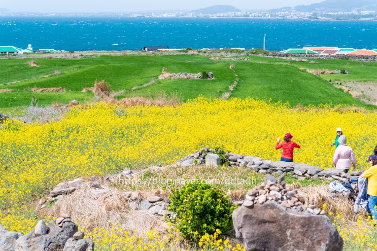 제주 가파도 청보리밭 유채꽃 운진항 가파도 배시간 예약 방법 등 네이버 블로그