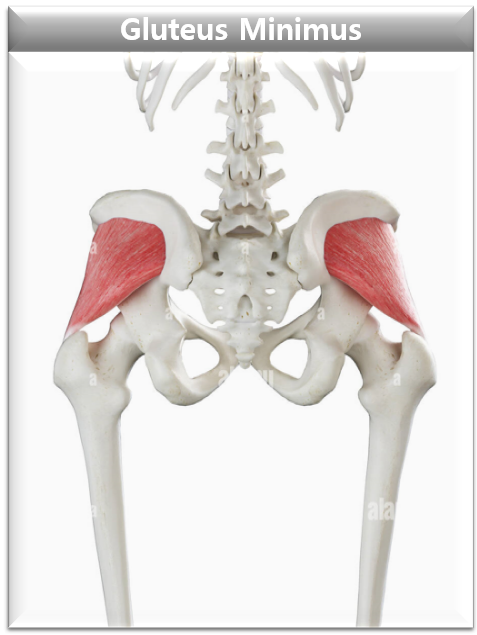 작은볼기근 소둔근 Gluteus Minimus 해부학과 임상적 특징 : 네이버 블로그