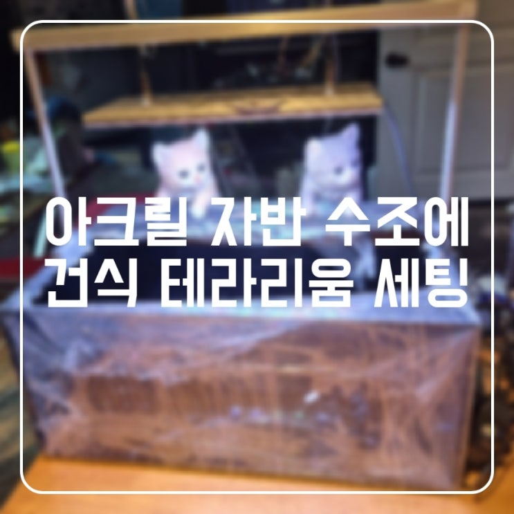 아크릴 자반 수조에 건식 테라리움 세팅 : 네이버 블로그