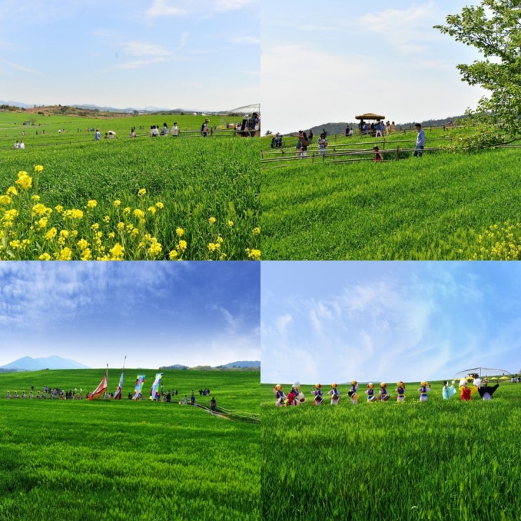 고창 청보리밭 축제 기본정보 학원관광농원 보리나라 학원농장 고창 가볼만한곳 네이버 블로그