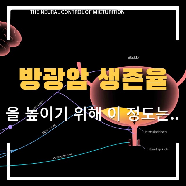 방광암 생존율을 높이기 위해 이 정도는 네이버 블로그