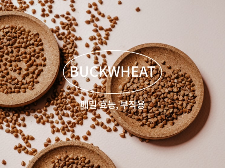 메밀 메밀차 효능 부작용 혈당 조절 심장 건강 장 건강 담석 예방 네이버 블로그
