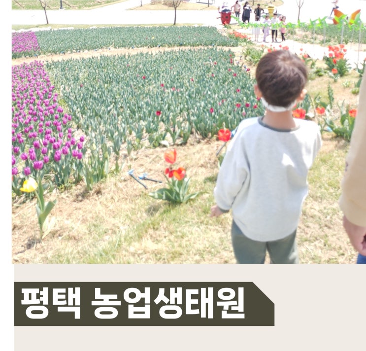 평택 오성 농업생태원 꽃나들이 축제 튤립 모래놀이 네이버 블로그