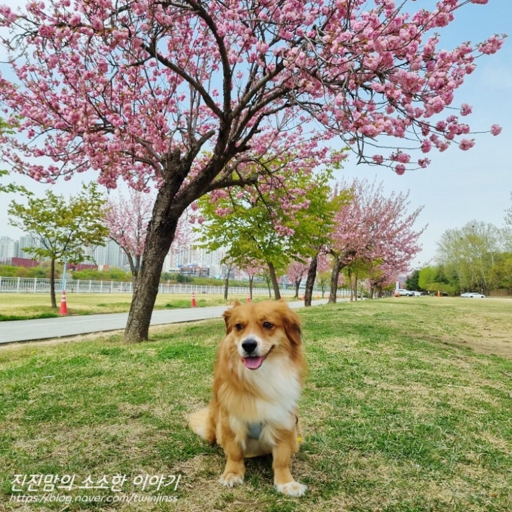 경기 하남 미사경정공원 겹벚꽃 명소 애견동반 산책코스 달라진 주차요금 차크닉 명소 네이버 블로그