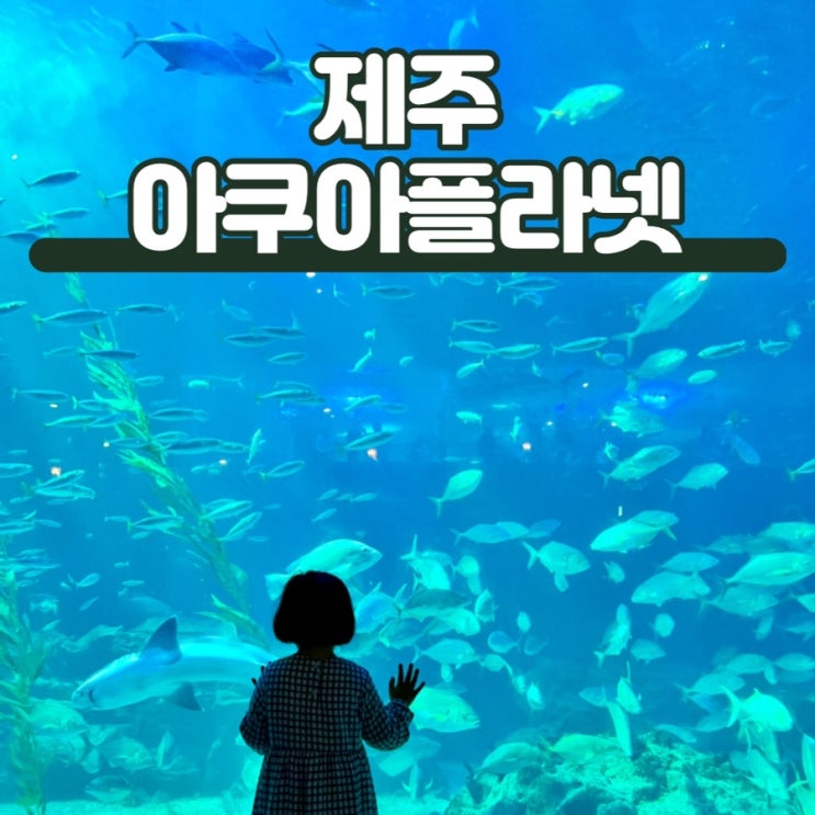 제주도 실내 관광지 아쿠아플라넷 제주 국내 최대 아쿠아리움 공연시간 종합권 할인 네이버 블로그