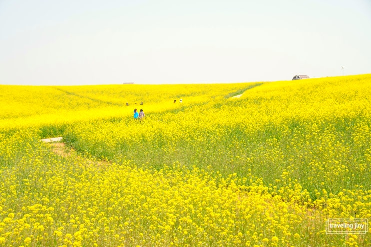 안성 팜랜드 예약 할인 농협안성팜랜드 유채꽃 명소 안성 가볼만한곳 여행 : 네이버 블로그