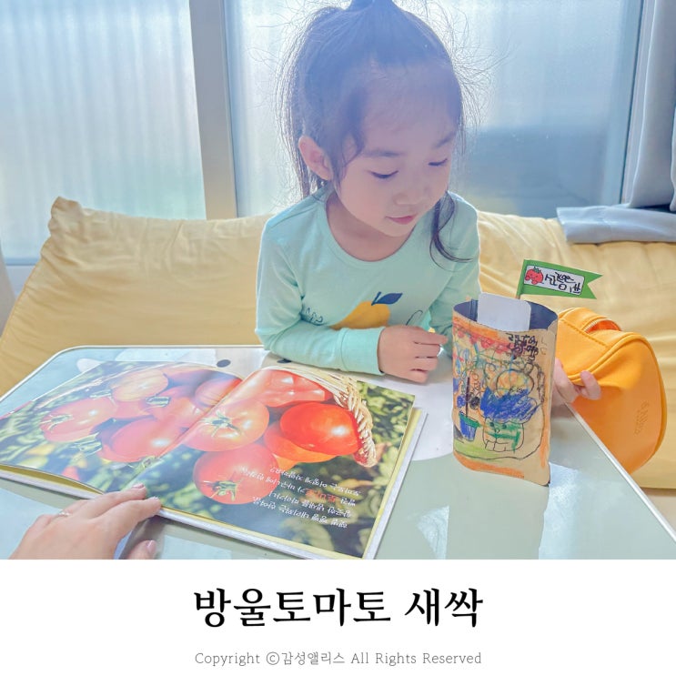 방울토마토 키우기 씨앗에서 새싹이 났어요 집에서하는 자연관찰 F 유아자연관찰책 육아일기 네이버 블로그
