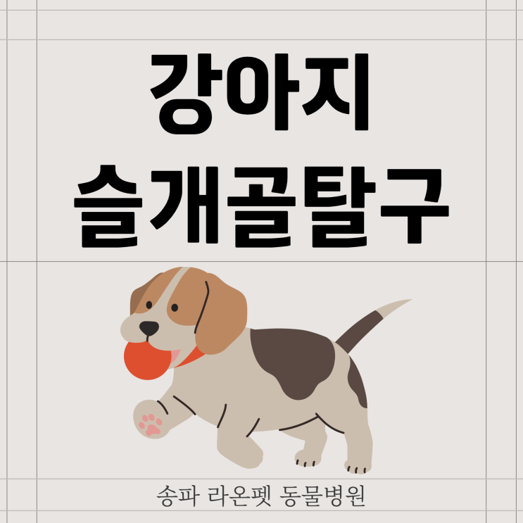 강아지 슬개골 탈구 증상과 3기 수술 십자인대 수술 비용 과정 네이버 블로그