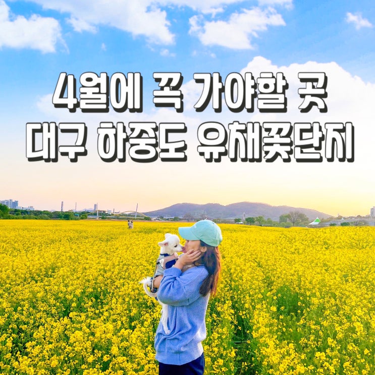 대구 하중도 유채꽃 단지 금호꽃섬 개화상태 및 주차장 정보 네이버 블로그
