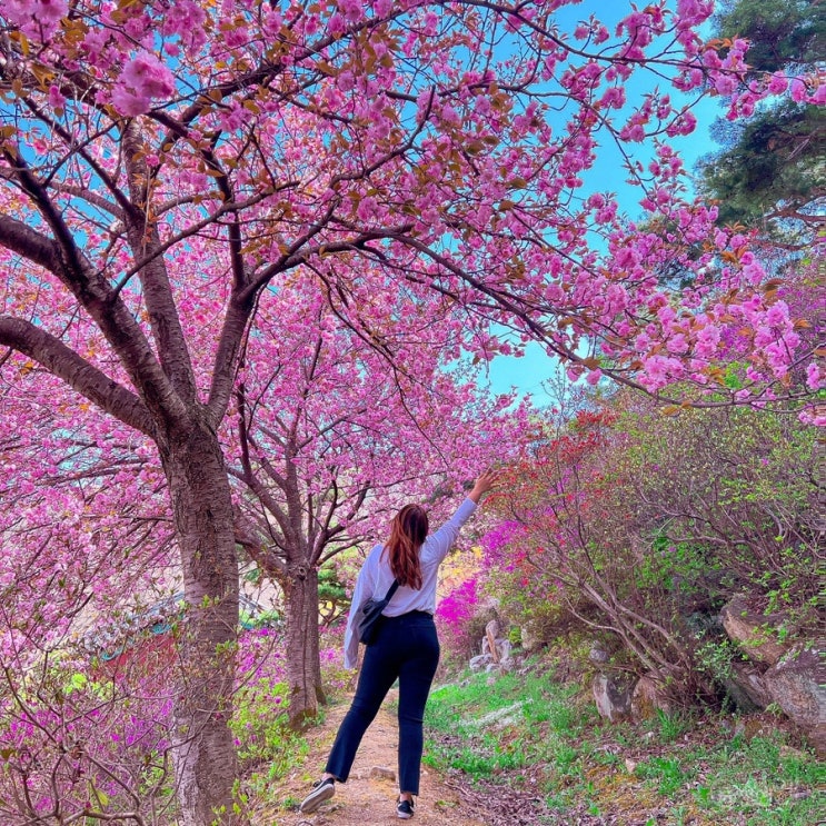 세종 영평사 겹벚꽃 철쭉 봄꽃구경230412 개화상황 대전 인근 세종시 가볼만한곳 영평사 네이버 블로그