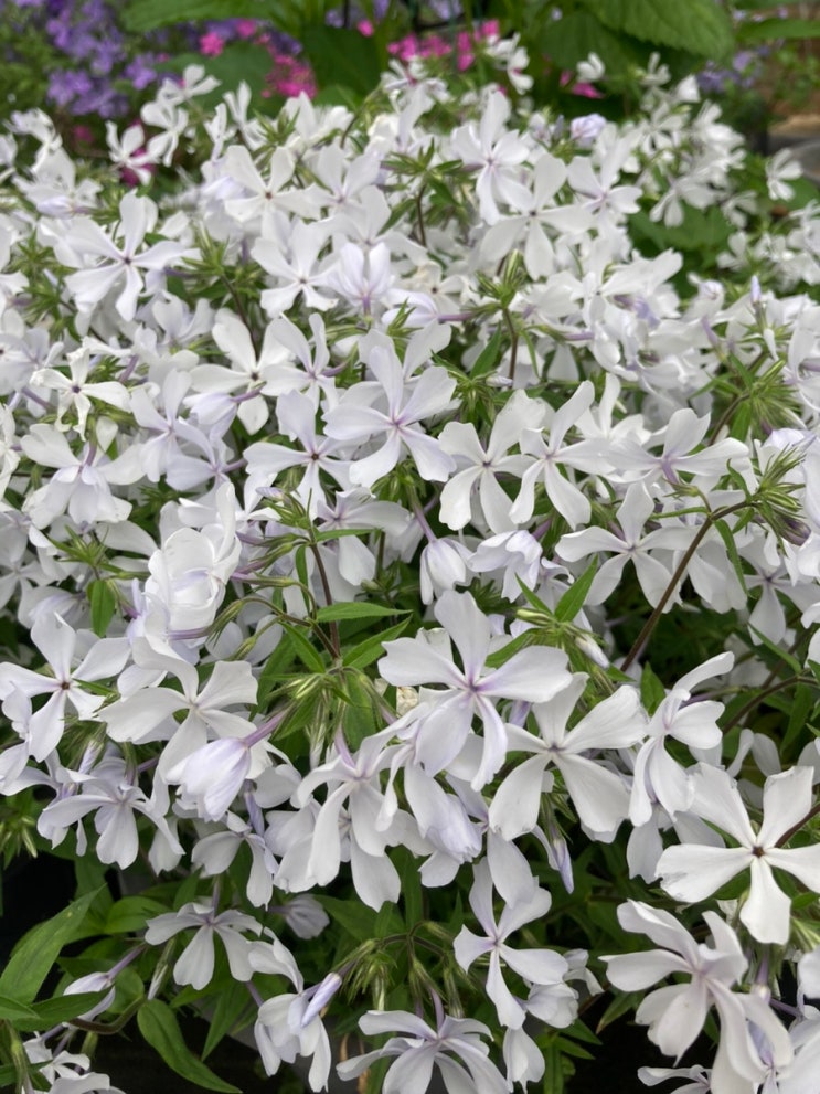 Phlox divaricata ‘White Perfume’, 향플록스 화이트퍼퓸, 차가플록스 흰색 : 네이버 블로그