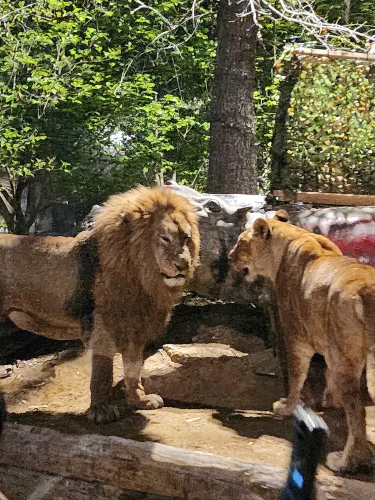 에버랜드 나이트사파리 후기 및 자리 팁 🐅 스마트줄서기 예약 실패 현장줄서기 팁 홈브리지 숙박 로스트밸리 후기 네이버 블로그