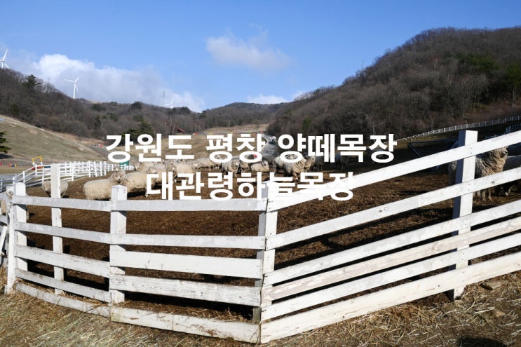 강원도 대관령 양떼목장 평창 대관령 하늘목장 체험 가볼만한곳 네이버 블로그