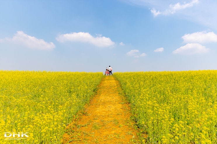 경기도 안성 가볼만한곳 안성목장 일출 안성팜랜드 유채꽃 호밀밭 데이트 : 네이버 블로그