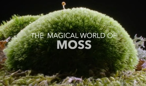 [연속기획1] The magical world of MOSS : 네이버 블로그