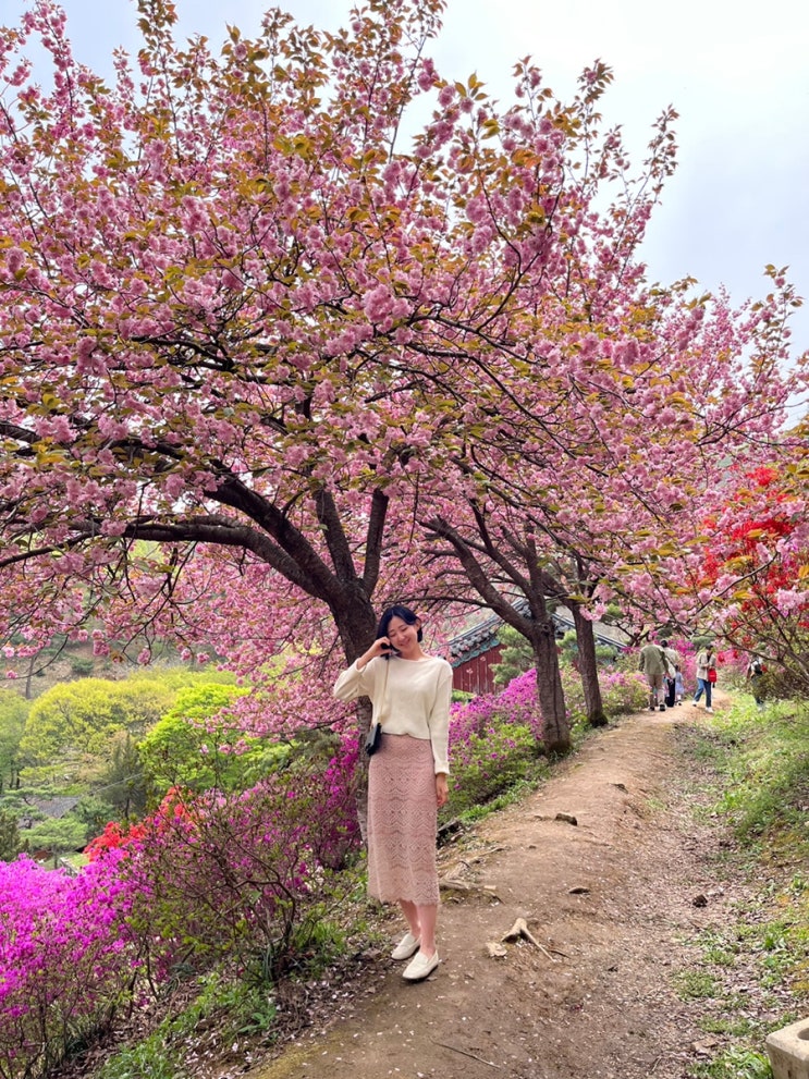 충청도 겹벚꽃 명소 세종 영평사 겹벚꽃 철쭉 개화현황 사찰여행지 후기 네이버 블로그
