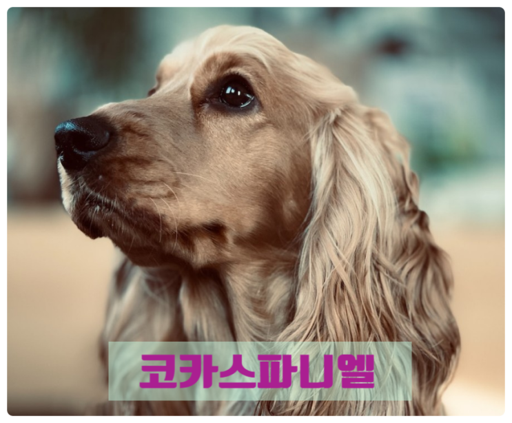 중형견 종류 잉글리쉬 코카스파니엘 아메리칸 코커스파니엘 차이와 키울때 주의점 네이버 블로그