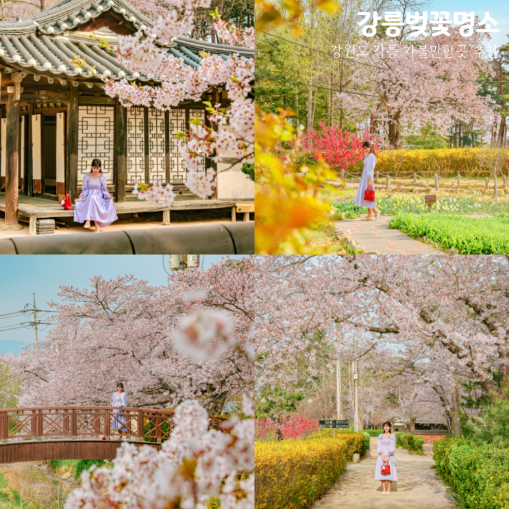 강릉 벚꽃 명소 허균허난설헌기념공원 오죽헌 경포가시연습지 경포호 네이버 블로그