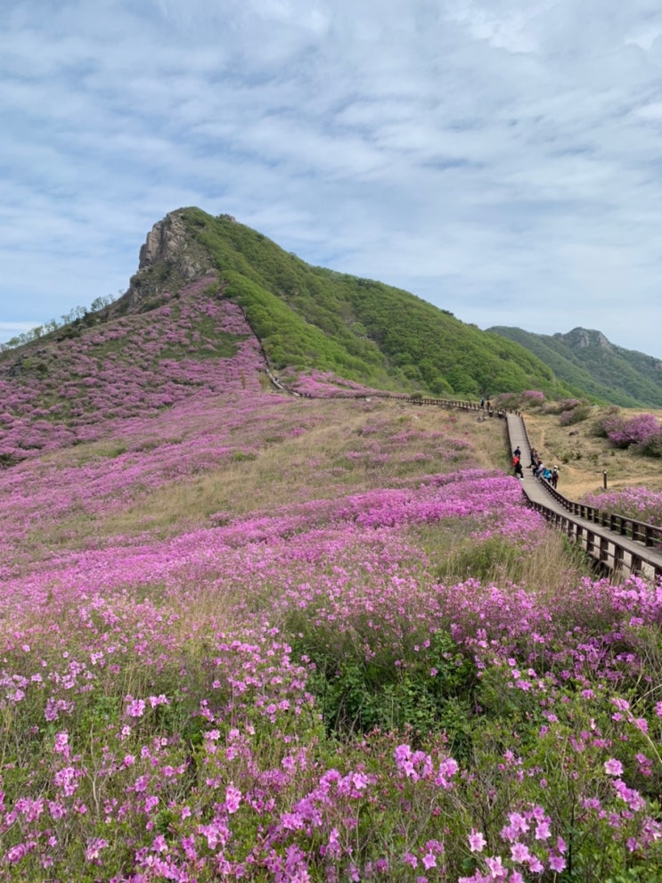 5월 철쭉 산행 추천지 황매산 지리산 바래봉 소백산 추천 등산코스 및 축제정보 네이버 블로그