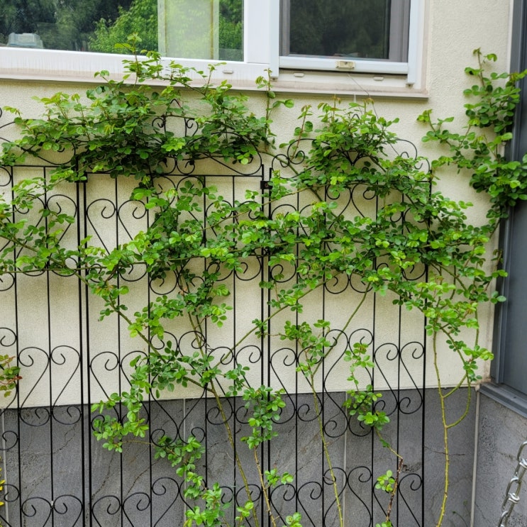 [230417] 7년차 정원 장미리스트 업데이트 - 영국장미 독일장미 덩굴장미 관목장미 빨간장미 흰장미 노랑장미 : 네이버 블로그