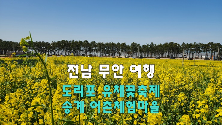무안 여행 무안 가볼만한곳 무안 도리포 유채꽃축제 송계 어촌체험마을 도리포유원지 칠산대교칠산타워 네이버 블로그