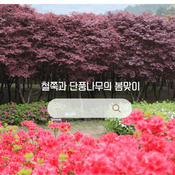 전라도 힐링 화순 철쭉 꽃나들이 수만리생태숲 공원 무등산 국립공원 근교 네이버 블로그